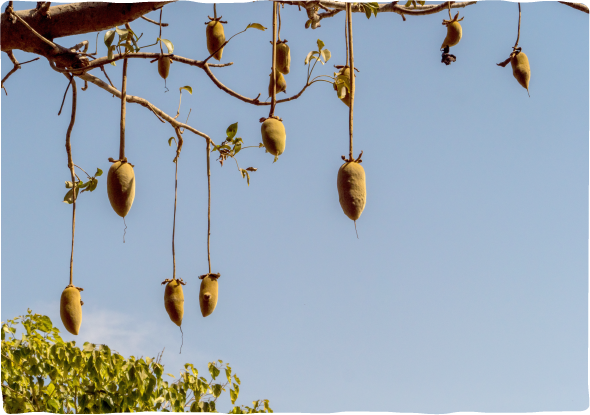 Our Story - Human Food Bar